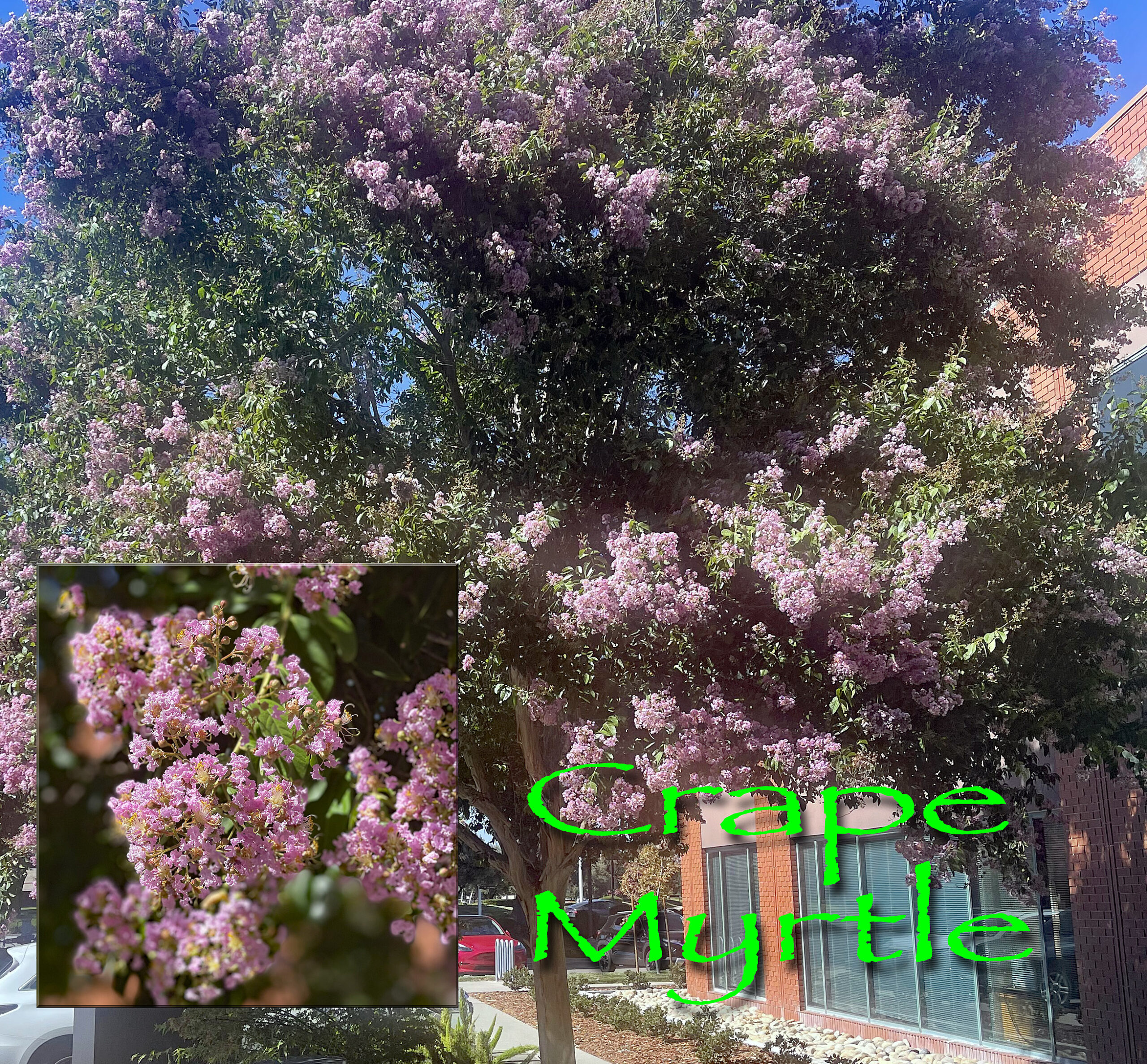 Struggling Crape Myrtles & Changing The Color Of Roses - The Dirt Gardener