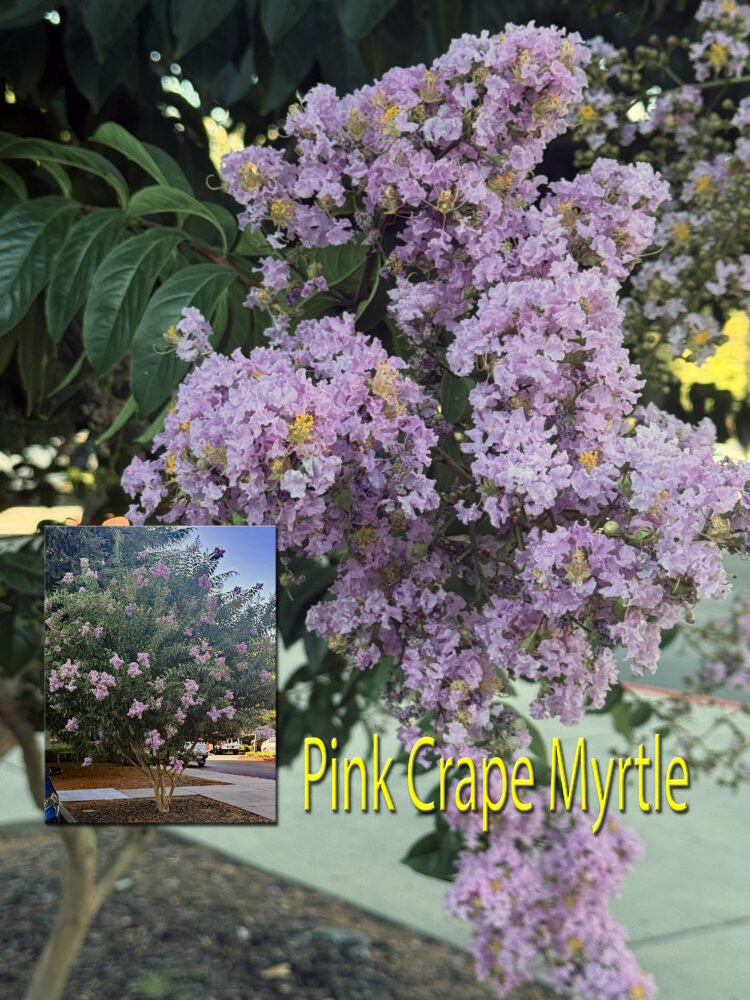 Crape Myrtle Stop Blooming & Proper Way To Fertilize Flowering Plants ...