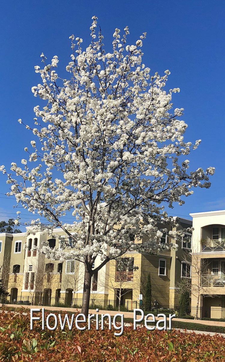 Watering Mature Trees The Dirt Gardener