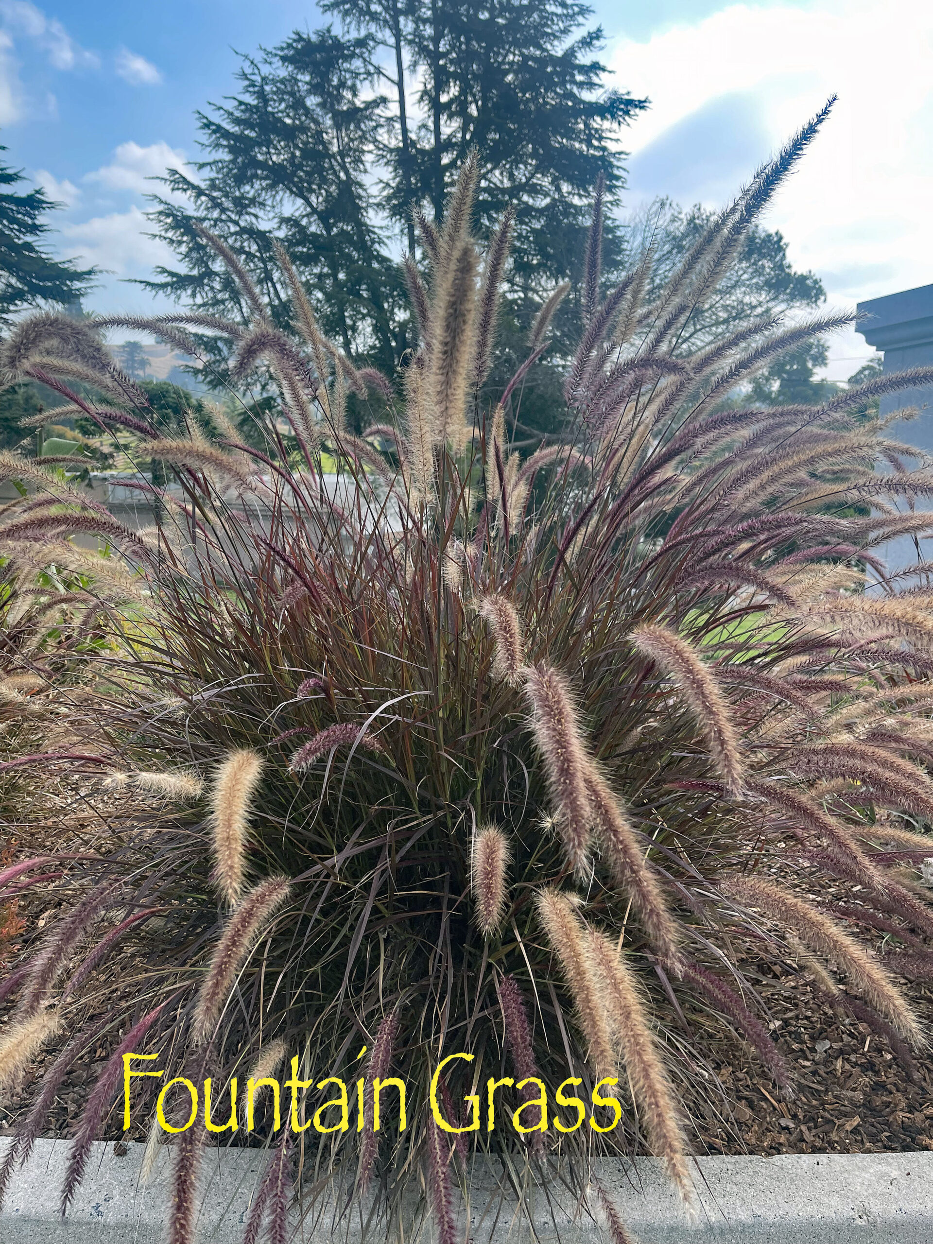 Pruning Roses With The New Growth Emerging & Removing The Brown Foliage ...