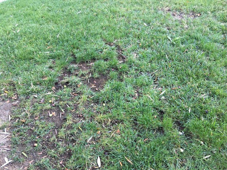 Reseeding Turf & Fruit Tree Growth Below The Graft - The Dirt Gardener