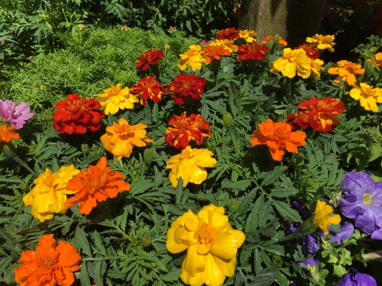 Dwarf Marigolds Struggling & Fertilizer Requirements For Calif. Natives ...