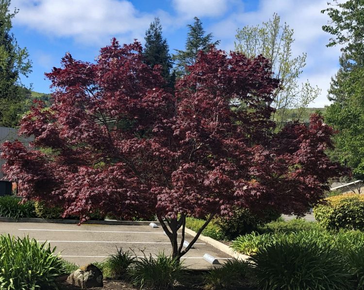 Leaf Scorch On Japanese Maple & Rooting A Broken Limb - The Dirt Gardener