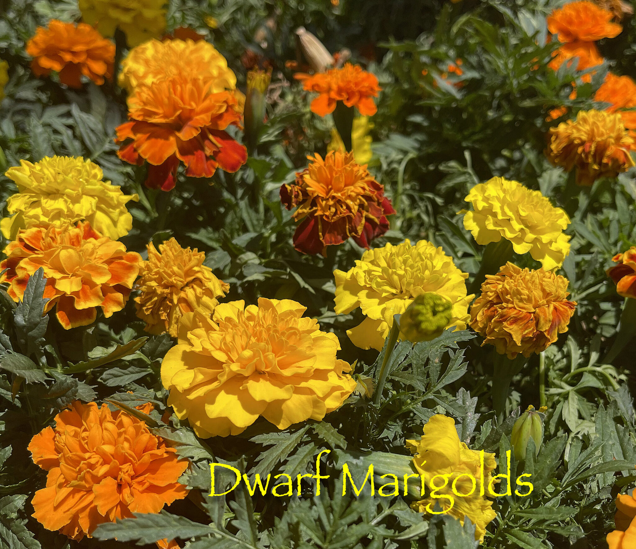 Water Stress Marigolds & Fertilizing California Native Plants - The ...