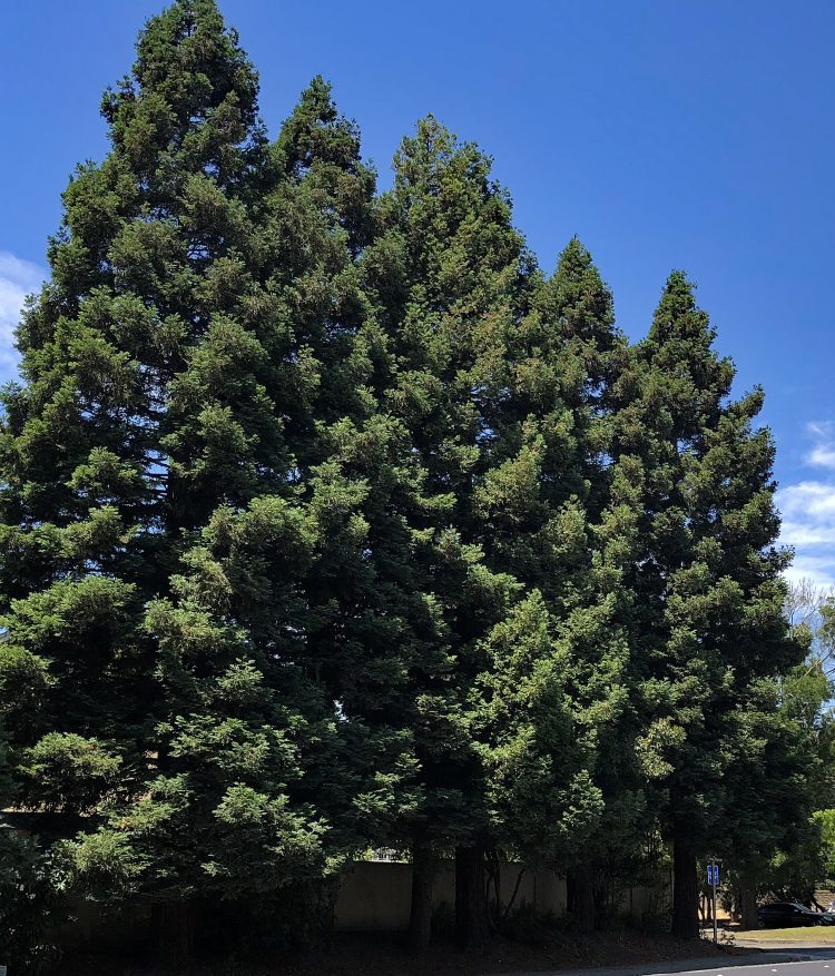 Redwoods Turning Brown & The Effectiveness Of Gopher Purge - The Dirt ...