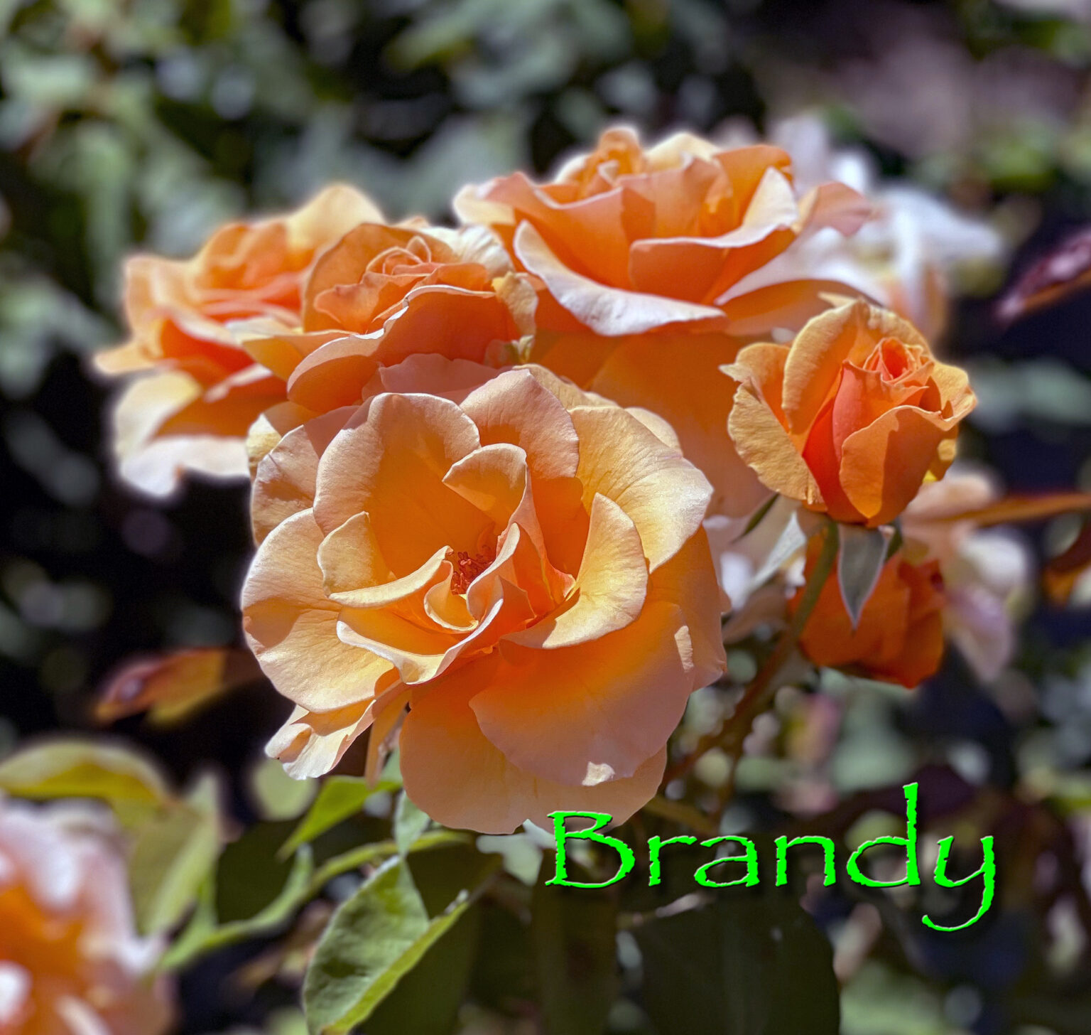 Peeling Bark On Roses & Controlling Mealybugs On Indoor Plants - The Dirt Gardener