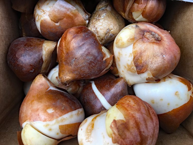 Best Time To Plant Spring-Flowering Bulbs & Passion Vine Recovery - The ...
